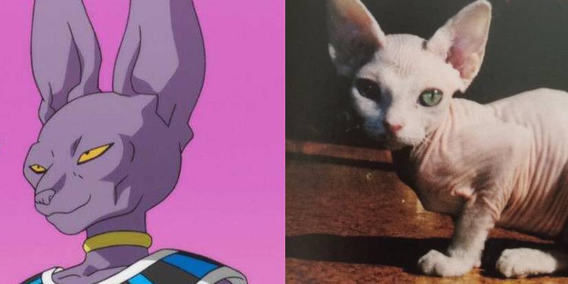 Secrets About Dragon Ball Super's Lord Beerus