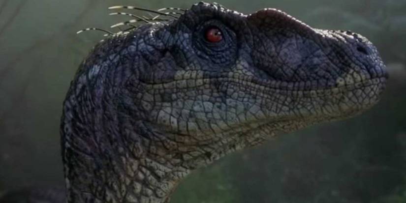 Weird (But True) Facts About Velociraptors