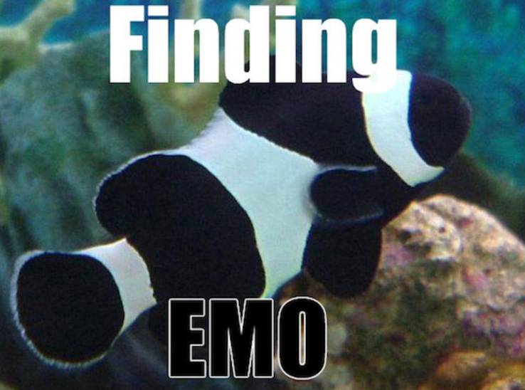 Fish & reef related memes | Ultimate Reef
