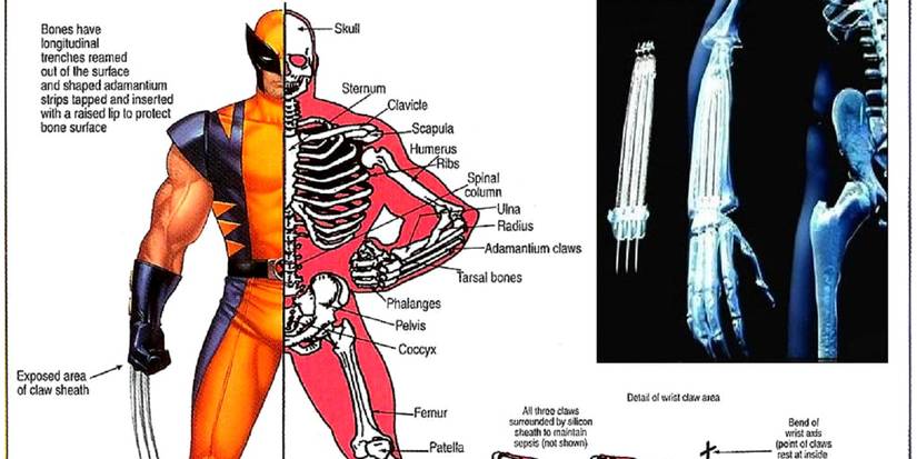 That's So Metal: 20 Weird Secrets About Wolverine's Adamantium Skeleton