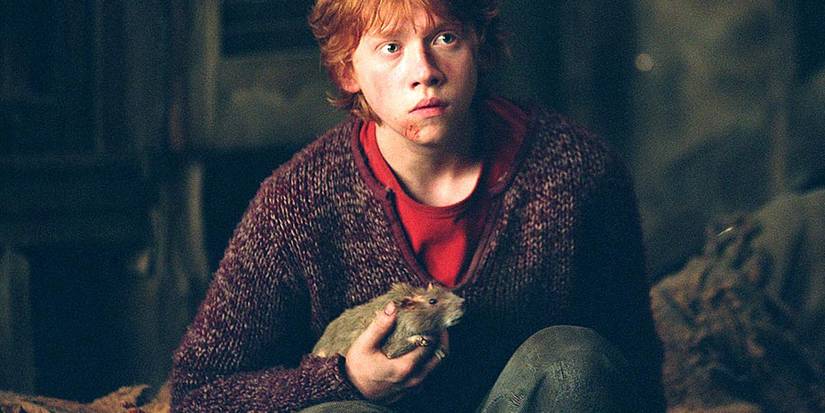 Every Animagus In Harry Potter, Ranked By Size
