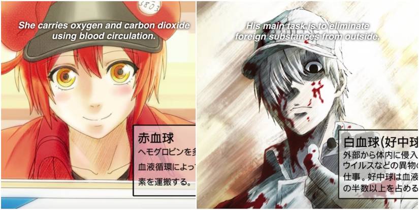 Cells At Work!: 10 Reasons Every Anime Fan Should Give It A Watch