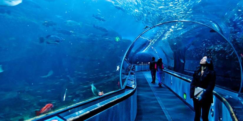 Finding Dory: 10 Hidden Details About The Marine Life Institute