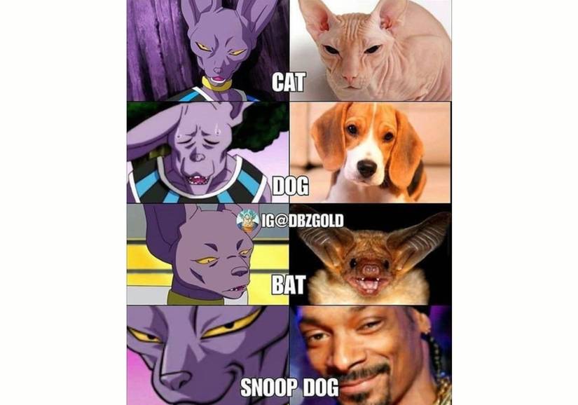 10 Funniest Beerus Memes That Make Us Laugh