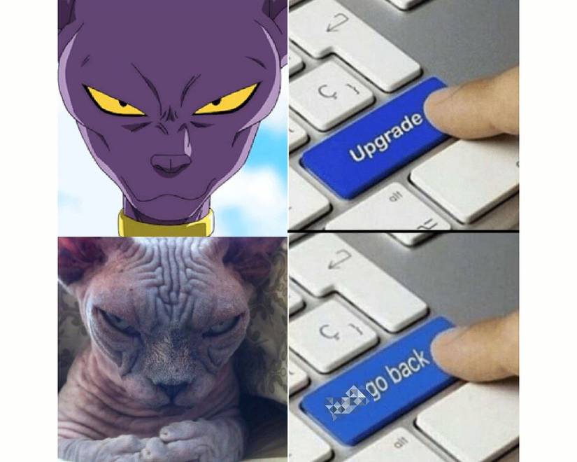 10 Funniest Beerus Memes That Make Us Laugh