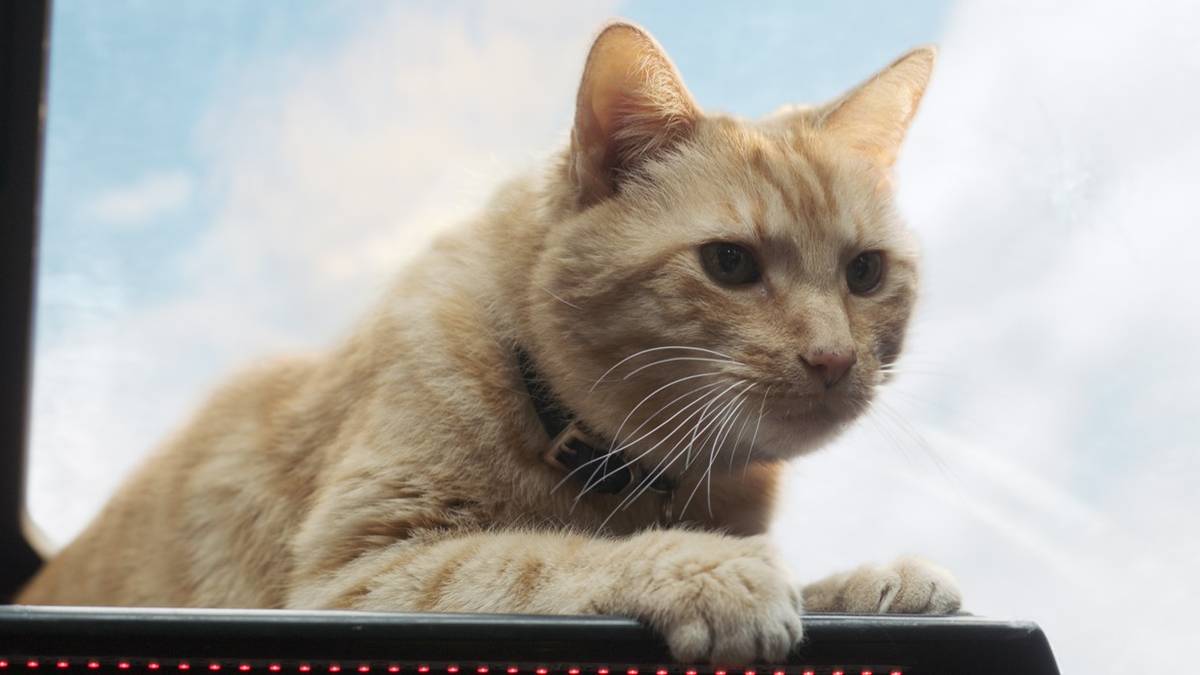 Where in the MCU Is Captain Marvel's Goose the Cat?