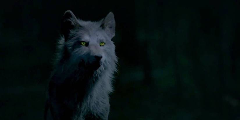 Werewolf Anatomy, According to Vampire Diaries