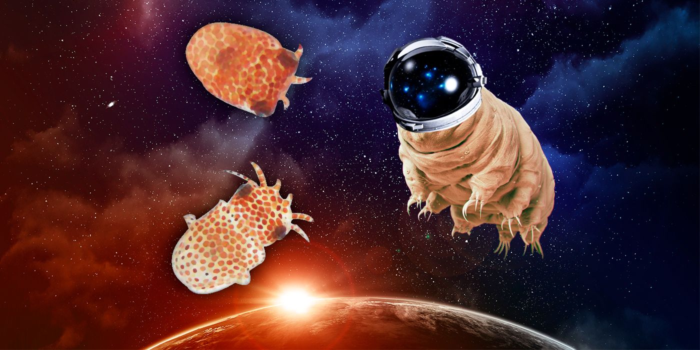 NASA Sends Baby Squids into Space, Evoking a Major Watchmen Plot
