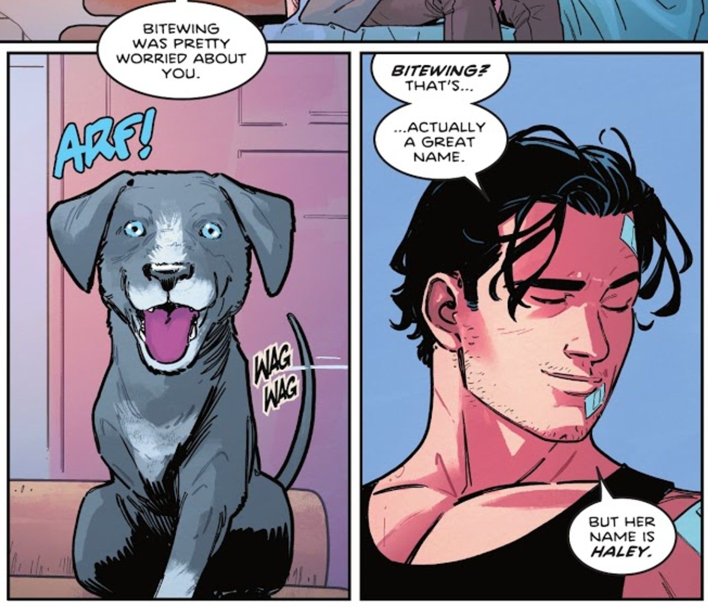 This is my whippet-pit mix, Layne, in honor of Layne Staley! : r/pitbulls