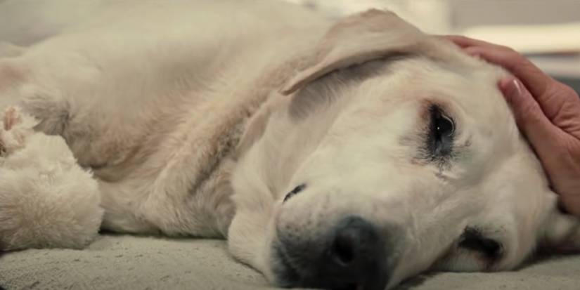 10 Saddest Main Character Deaths in Kids' Movies That Broke Our Hearts