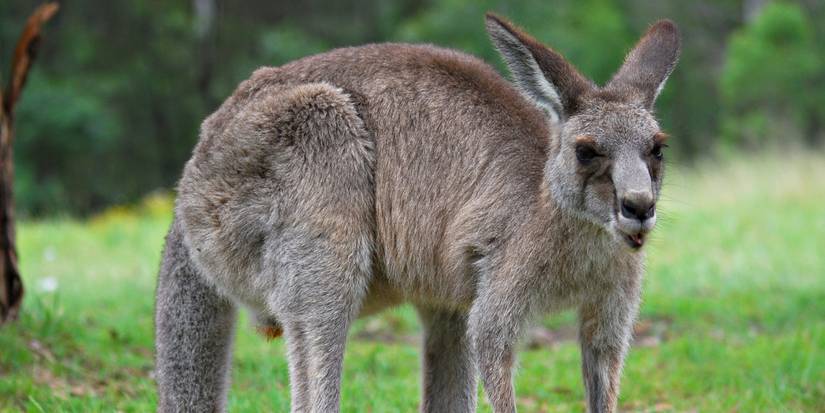 Top 10 Animals That Haven't Been Pokémon (Yet)
