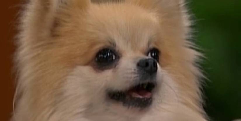 10 Best TV Dogs, Ranked