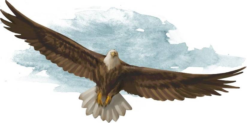 10 Best Wild Shape Forms For Druids In D&D