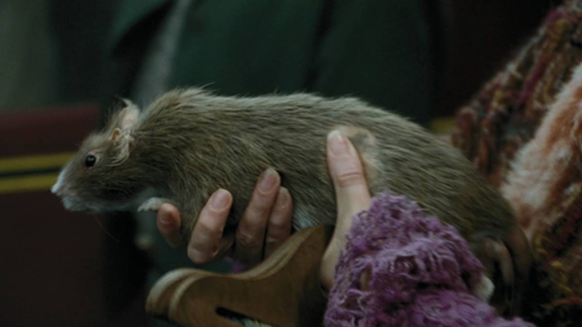 This Minor Harry Potter Plot Hole Made the Franchise's Biggest Twist ...