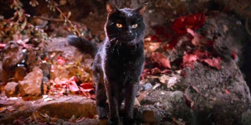 10 Movies Where The Cat Steals The Show