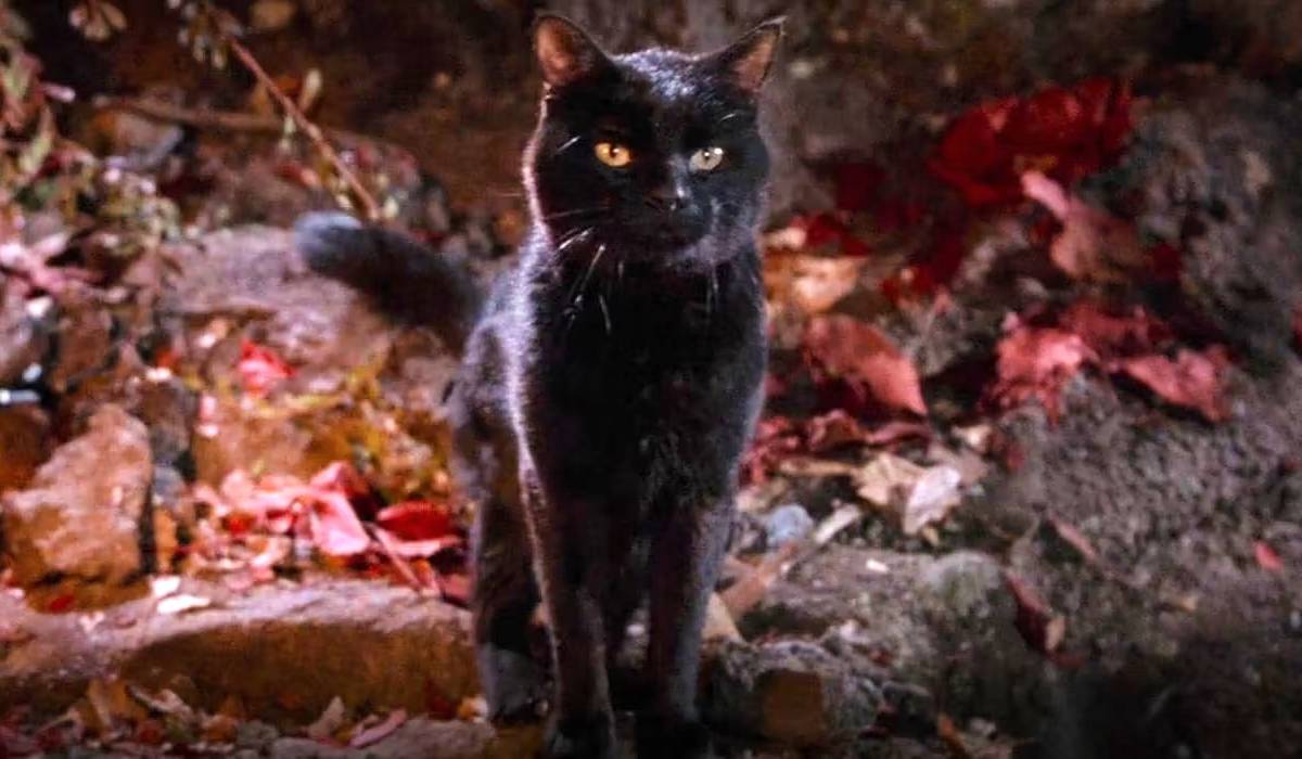 Binx From Hocus Pocus