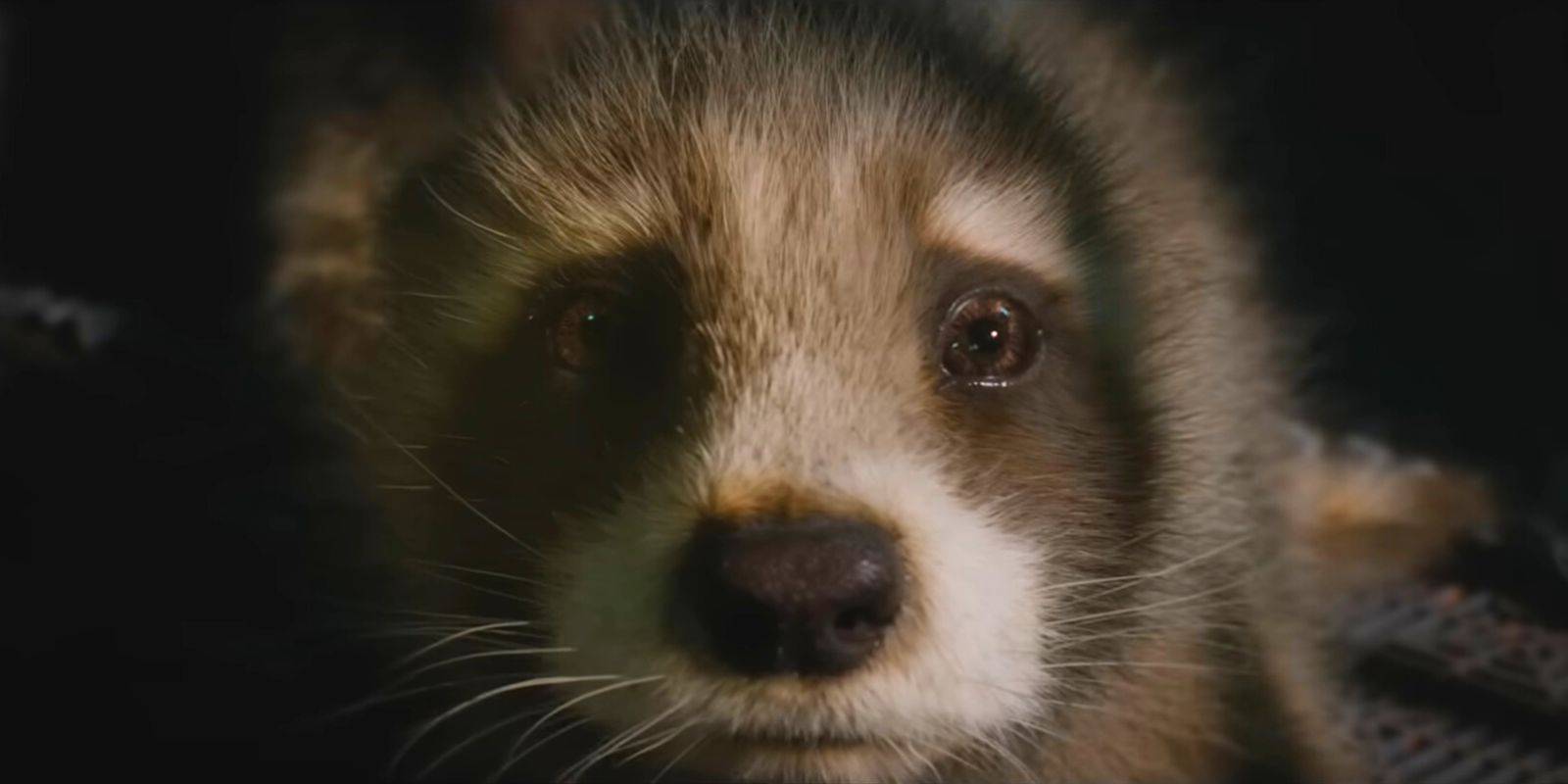 Marvel Fans Are Declaring Their Love for GotG's Baby Rocket