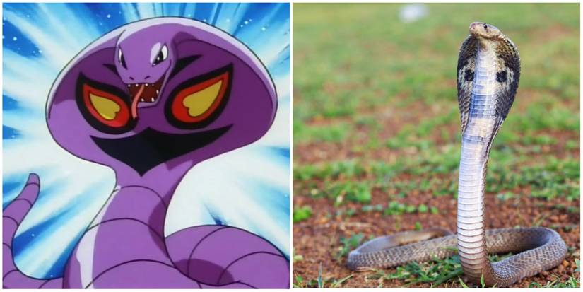 20 Pokémon That Are Basically Real Animals