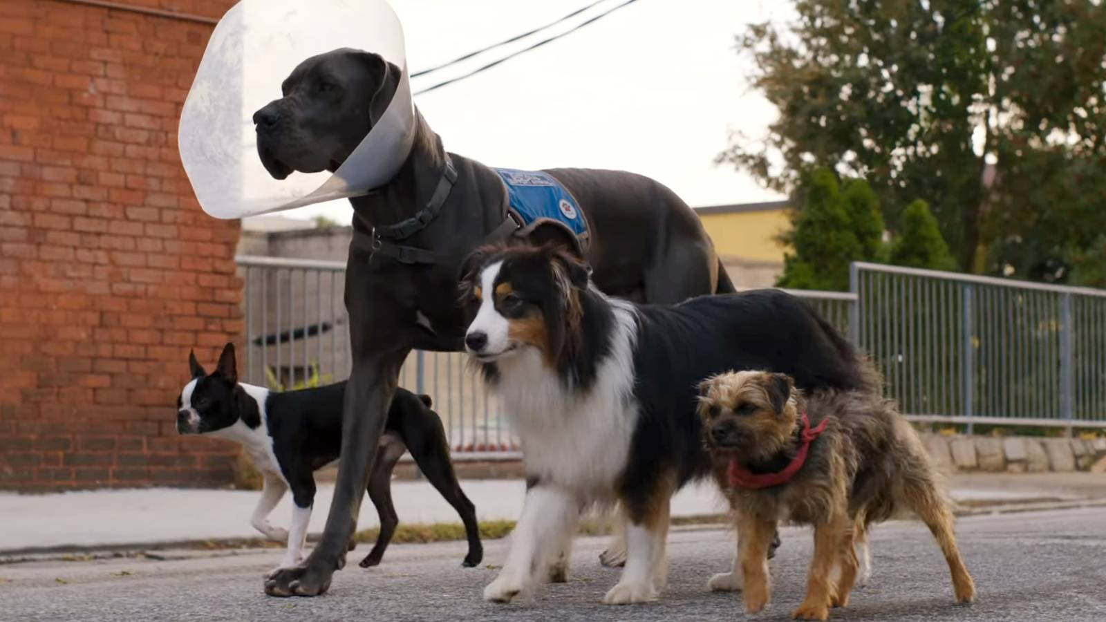 Lord and Miller's Strays Has a Violent Moment Worthy of a Standing Ovation