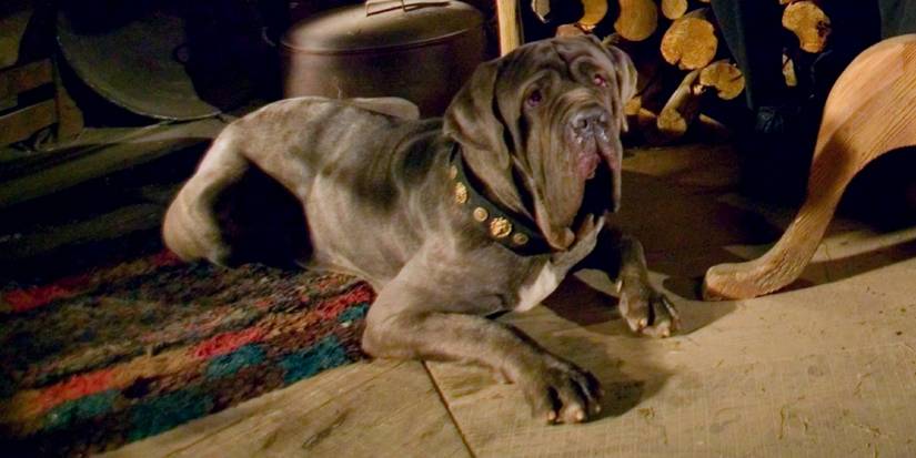 Best Harry Potter Pets