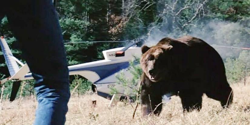 10 Scary Movies Featuring Killer Bears