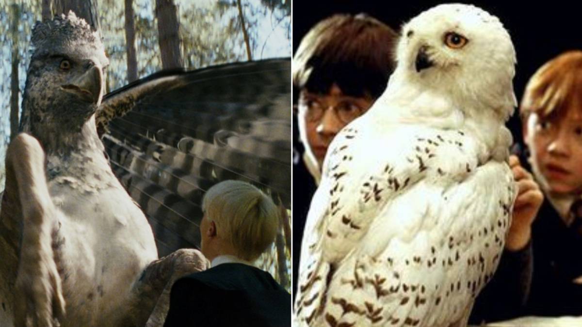Best Harry Potter Pets