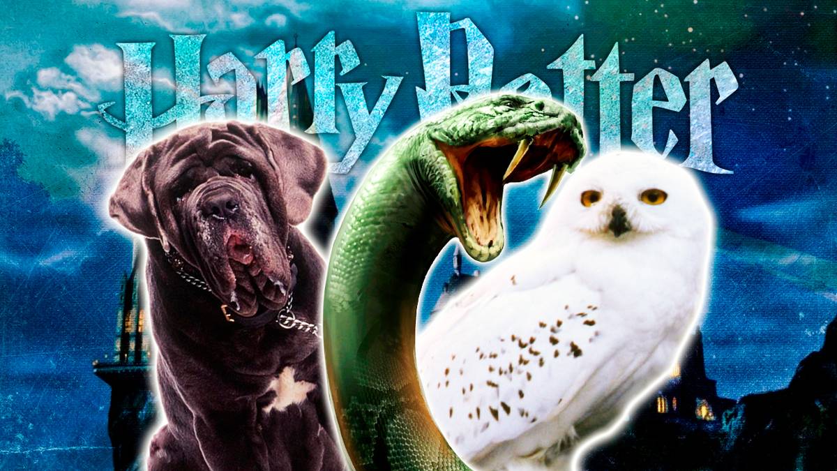 10 Most Loyal Creatures in Harry Potter