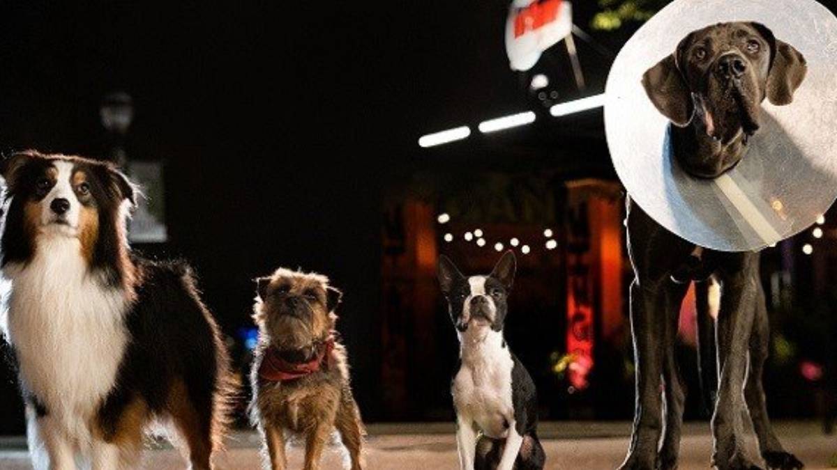 Will Ferrel and Jamie Foxx's Strays Review