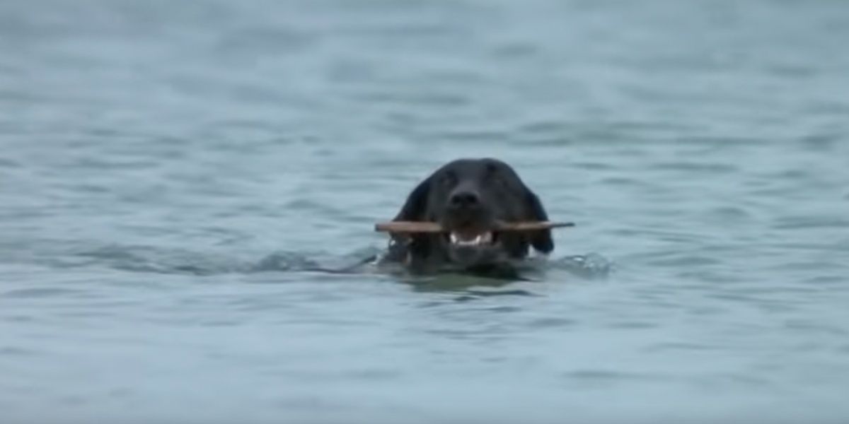 Steven Spielberg Reveals a Lovable Character in Jaws May Have Lived