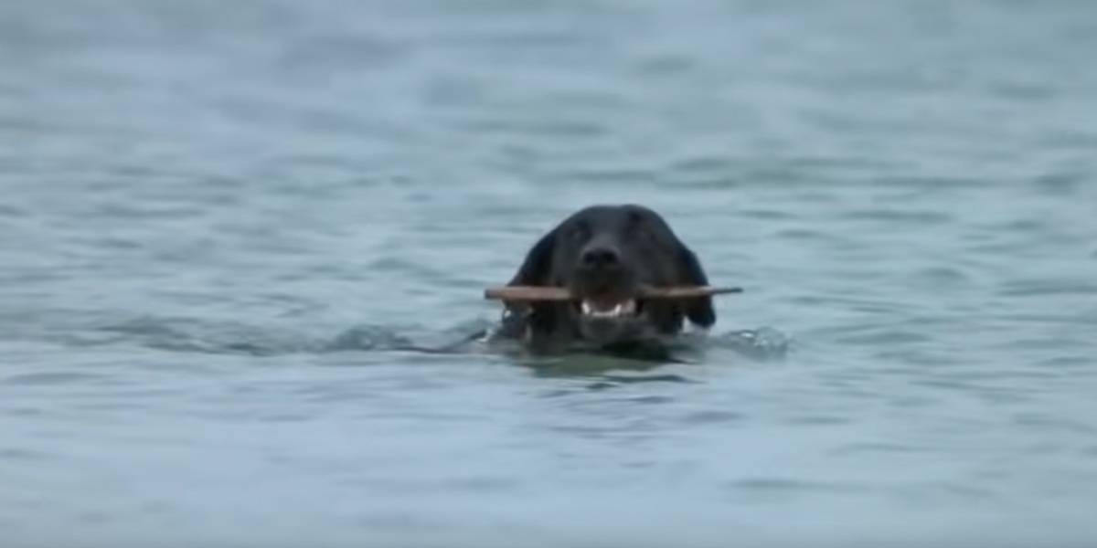 Steven Spielberg Reveals a Lovable Character in Jaws May Have Lived