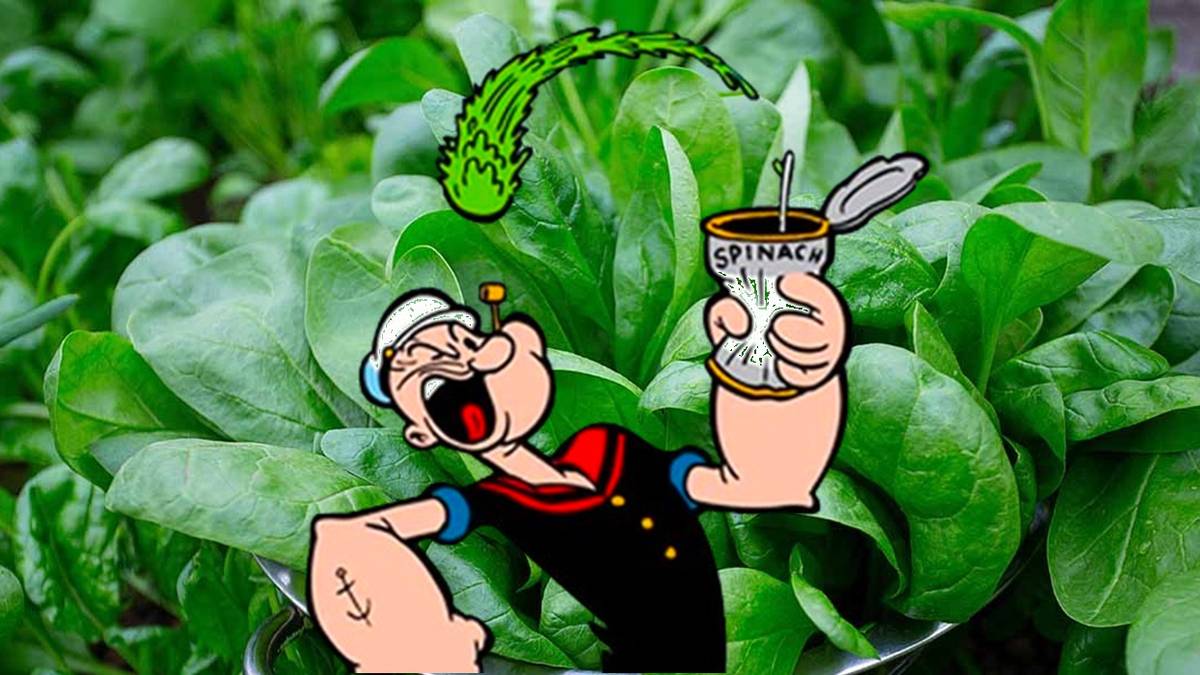 When Did Popeye First Gain Super-Strength From Eating Spinach?
