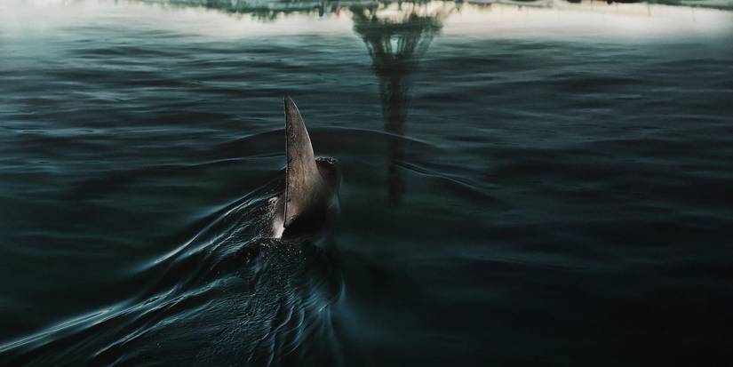 Netflix's New Creature Feature, Thrash, Is the Perfect Jaws Replacement