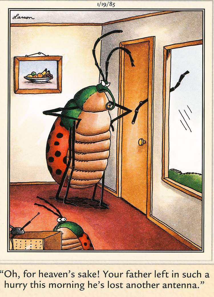 10 Best The Far Side Comics Featuring Insects, Ranked