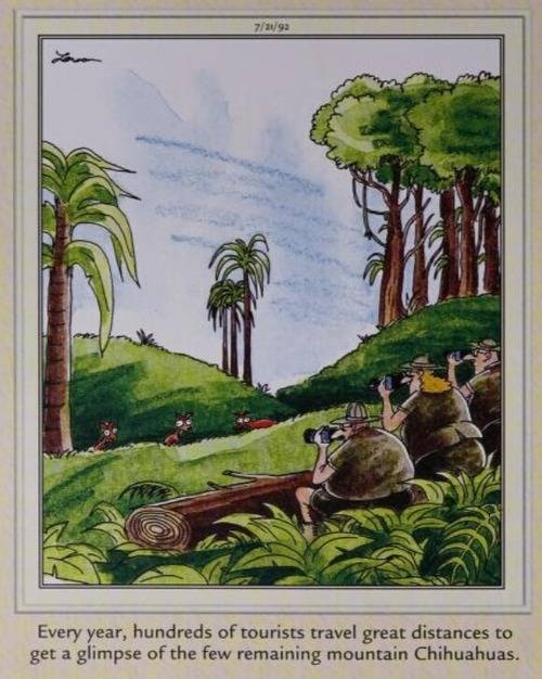 10 Best Far Side About The Beauty (& Humor) of Nature