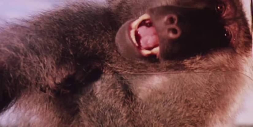 10 Most Terrifying Horror Movie Monkeys to Catch Before Stephen King’s ...