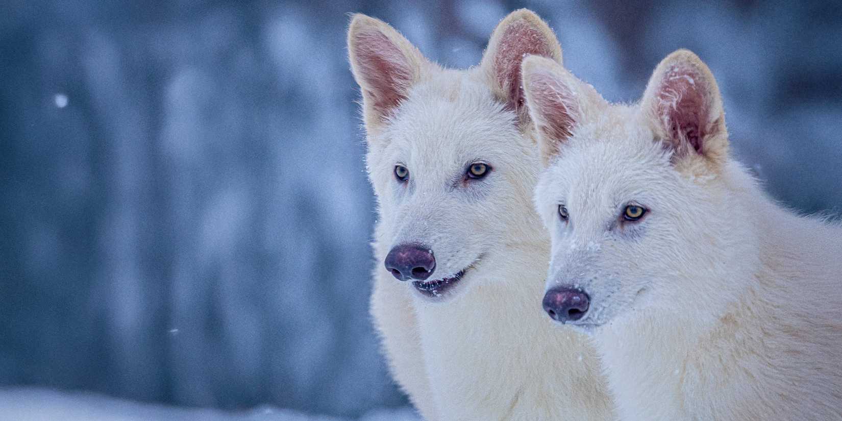 'I Think It's Nuts': Colossal Biosciences Exec On Seeing the ...