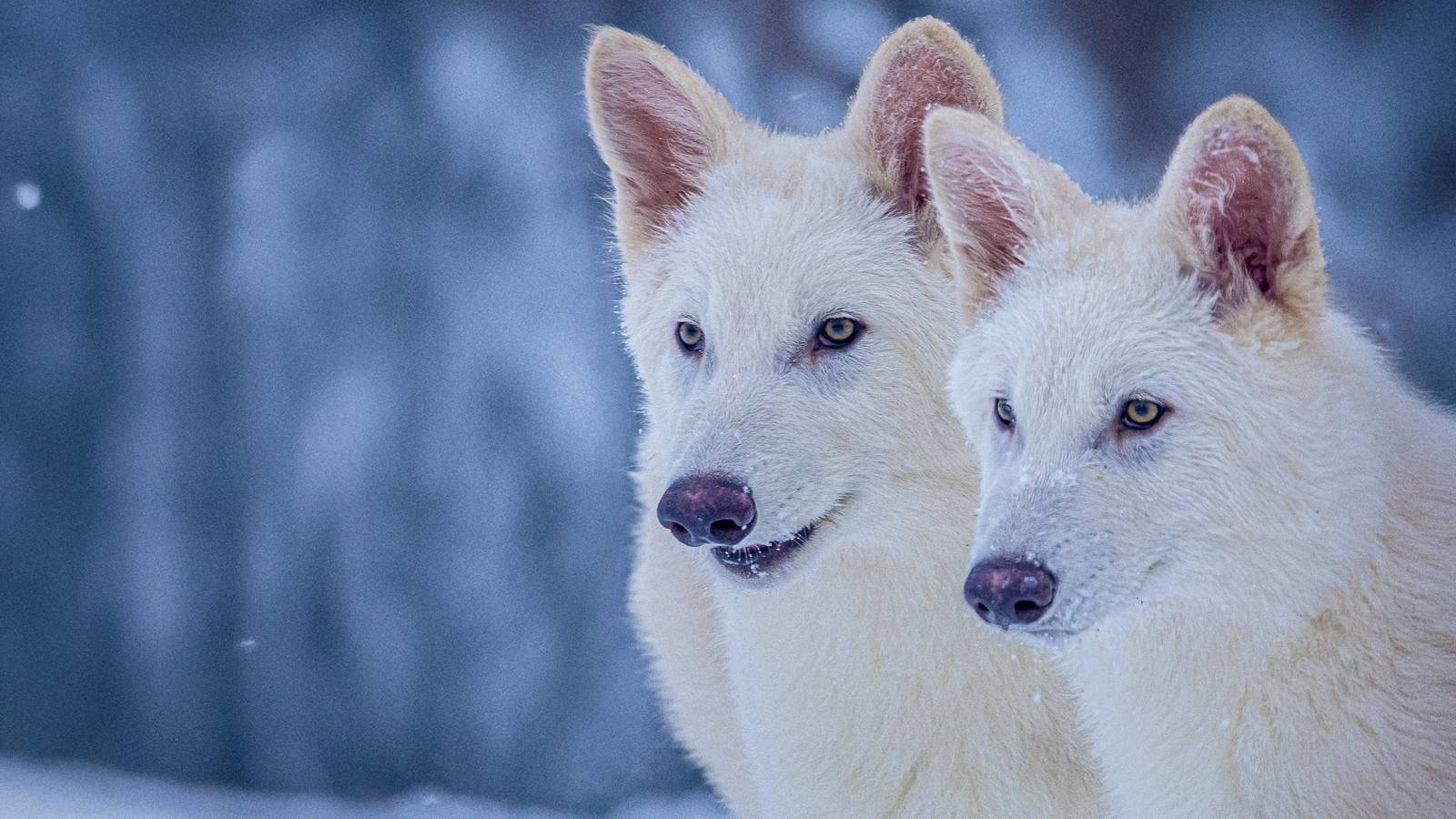 Colossal Biosciences Acquires Viagen Pets and Equine After Bringing ...