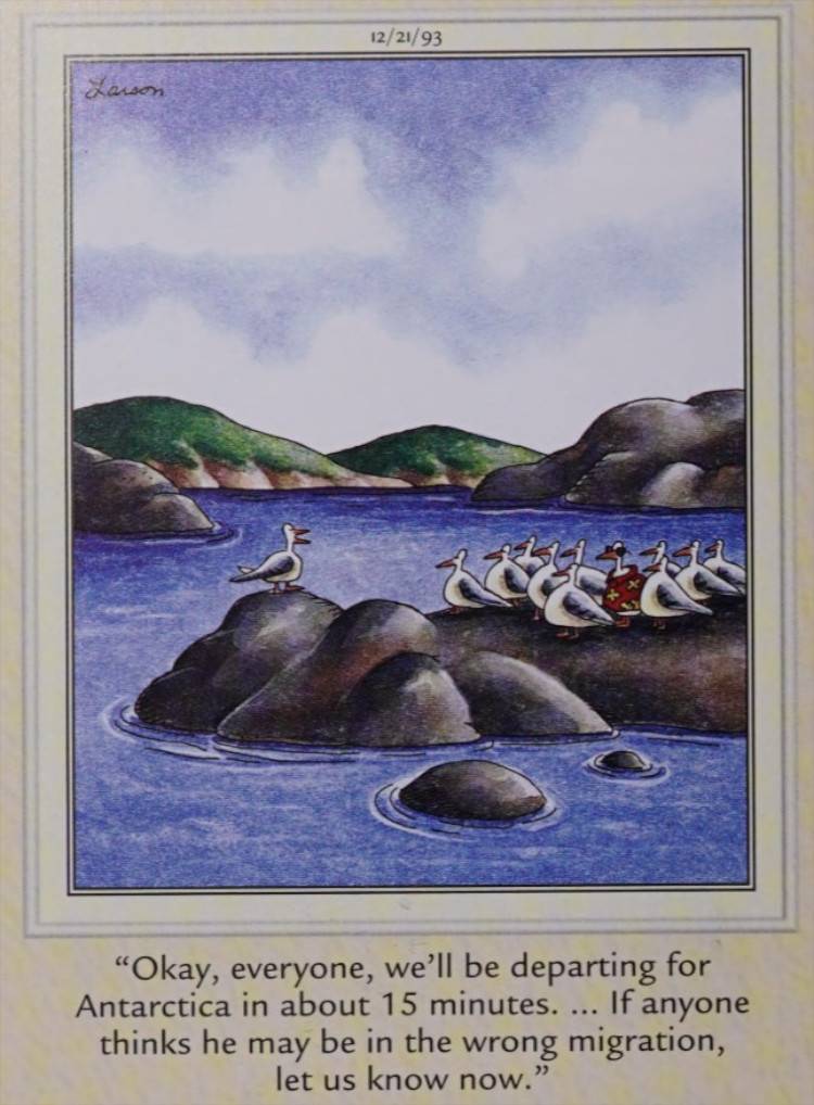 10 Funniest Far Side Comics Featuring Birds, Ranked