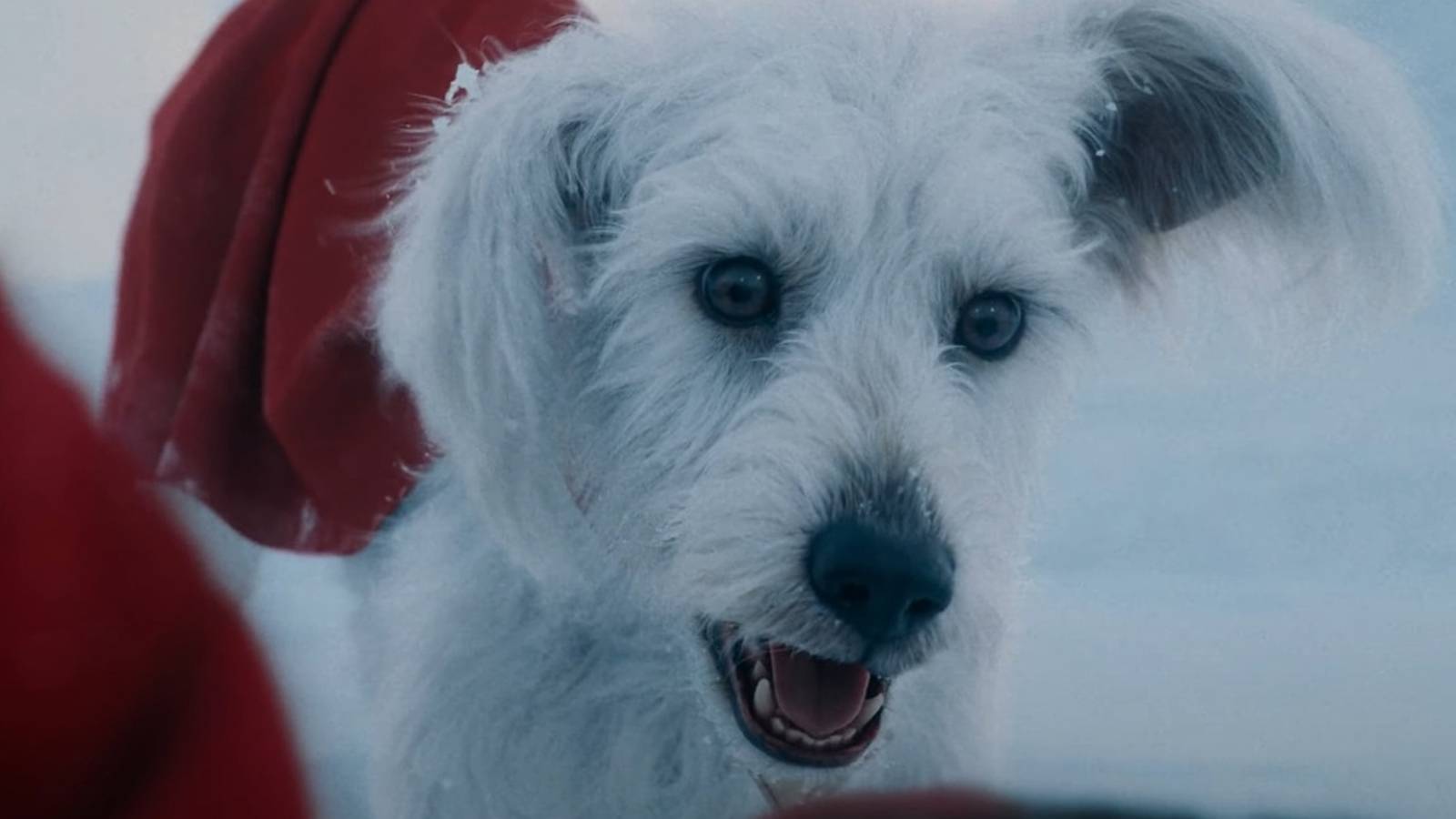 The Mystery of Krypto's Real Owner, Explained