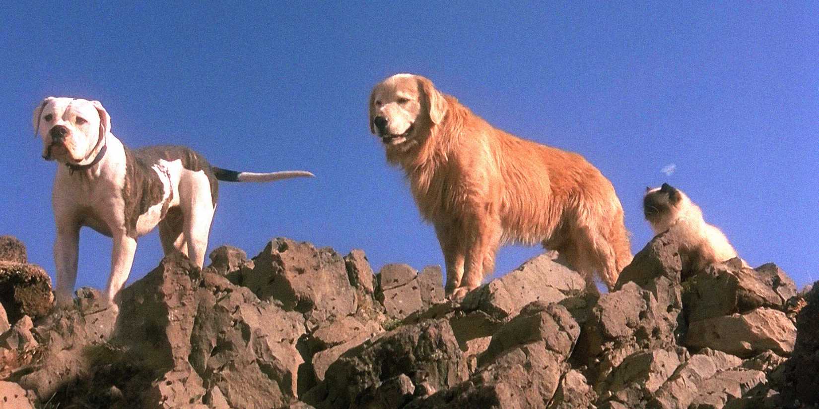 The 25 Best Disney Movies Rated G, Ranked