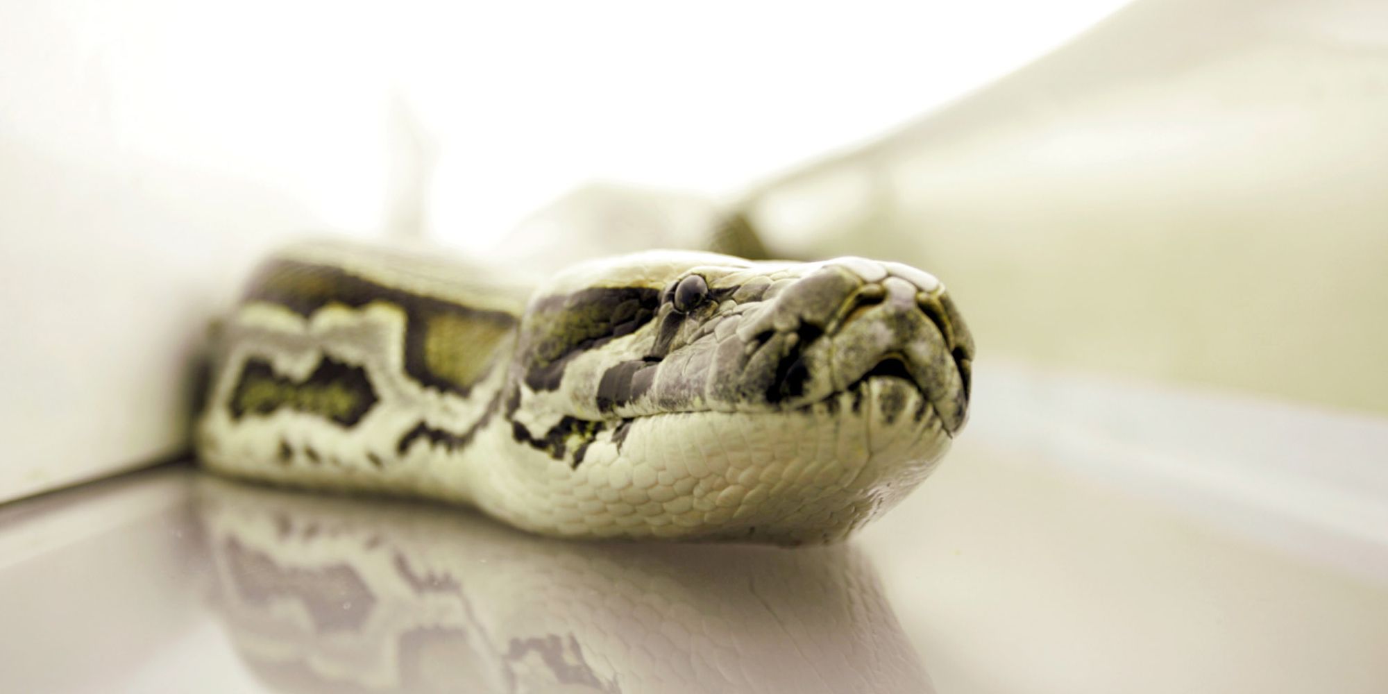 Power Rangers: First 10 Series (In Chronological Order)