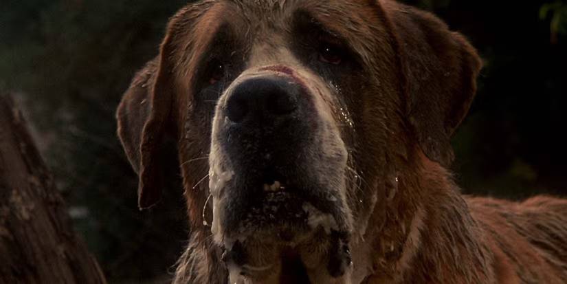 Stephen King's Cujo Is Getting a Netflix Remake and It Will Be Perfect