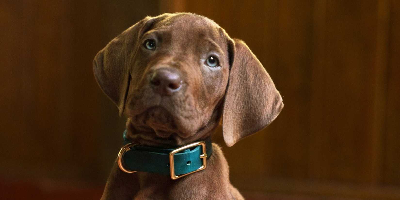 Netflix's Scooby-Doo Reboot Reveals Full Cast Amid Scooby Backlash