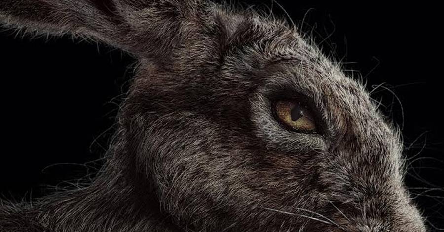 'The Witch' Summons Paranoia With Tense Final Trailer
